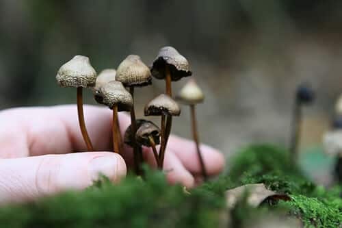 What Are Hallucinogens? Types of Hallucinogens - Crest View