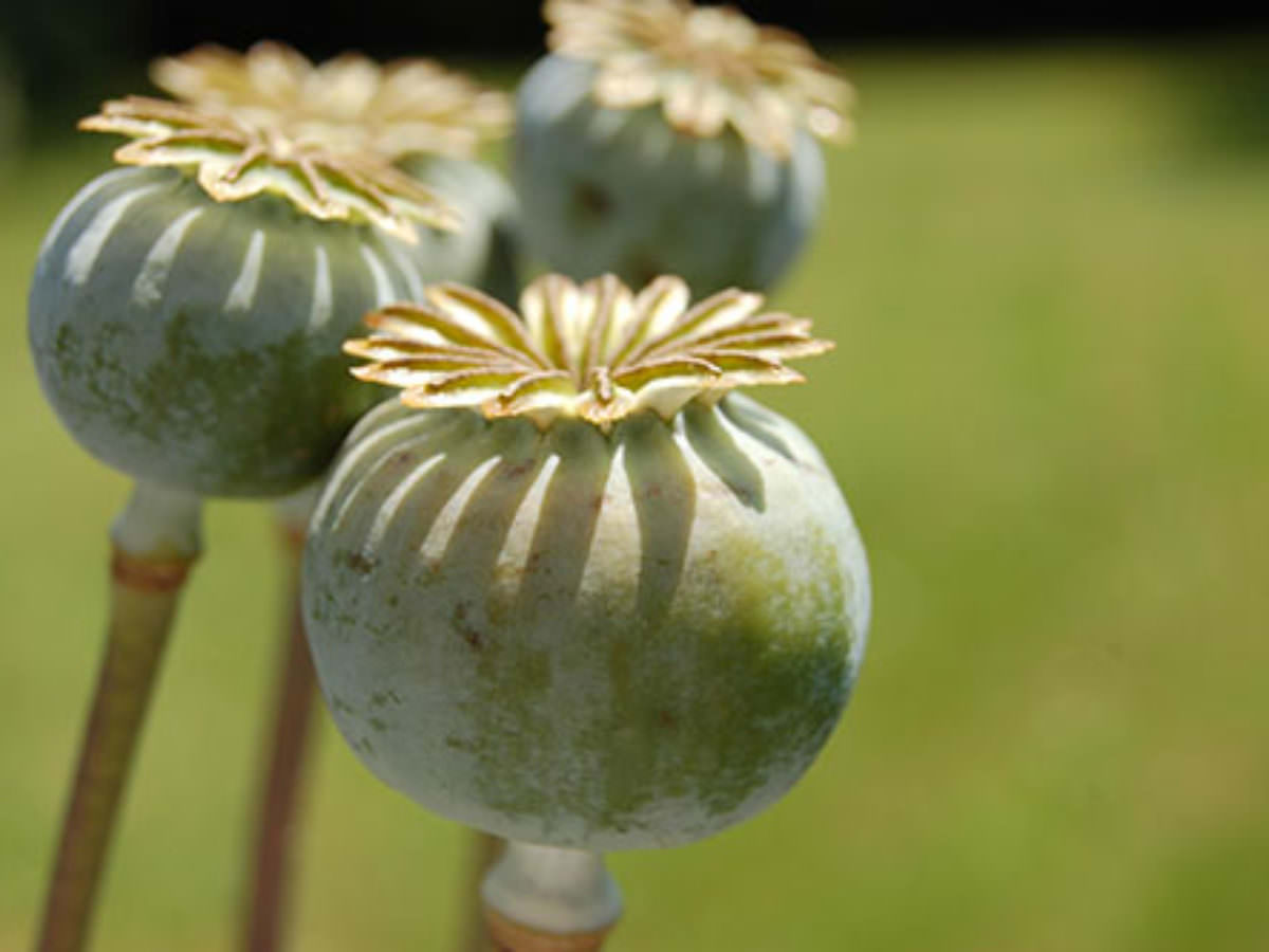 Opium Meaning